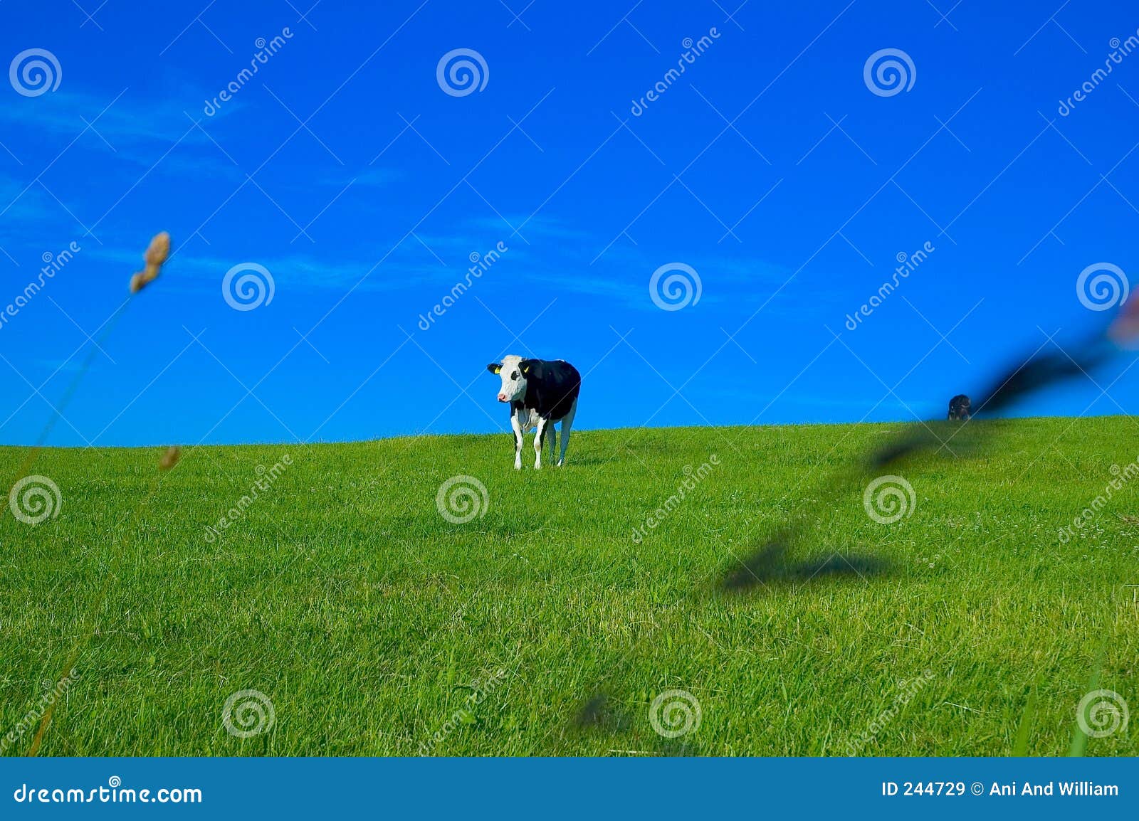 Cow in field 3 stock image. Image of grass, hills, head - 244729