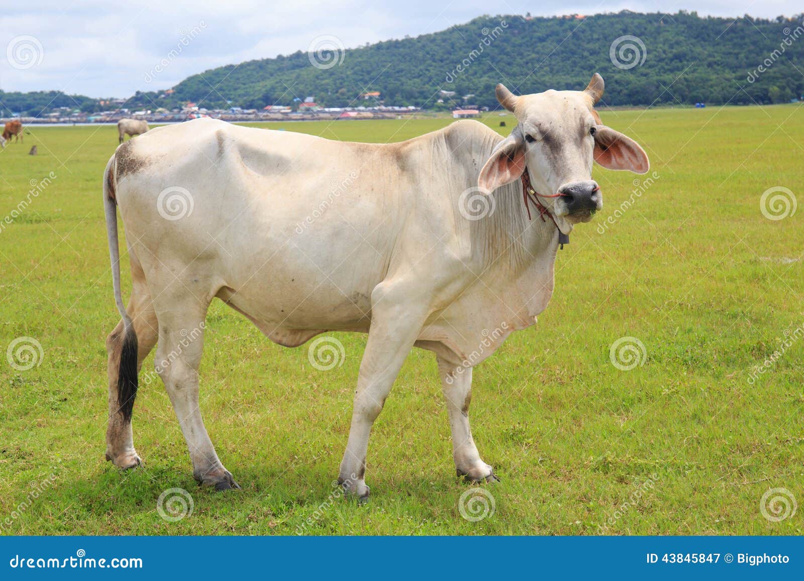 Cow in the field stock image. Image of animal, black - 43845847