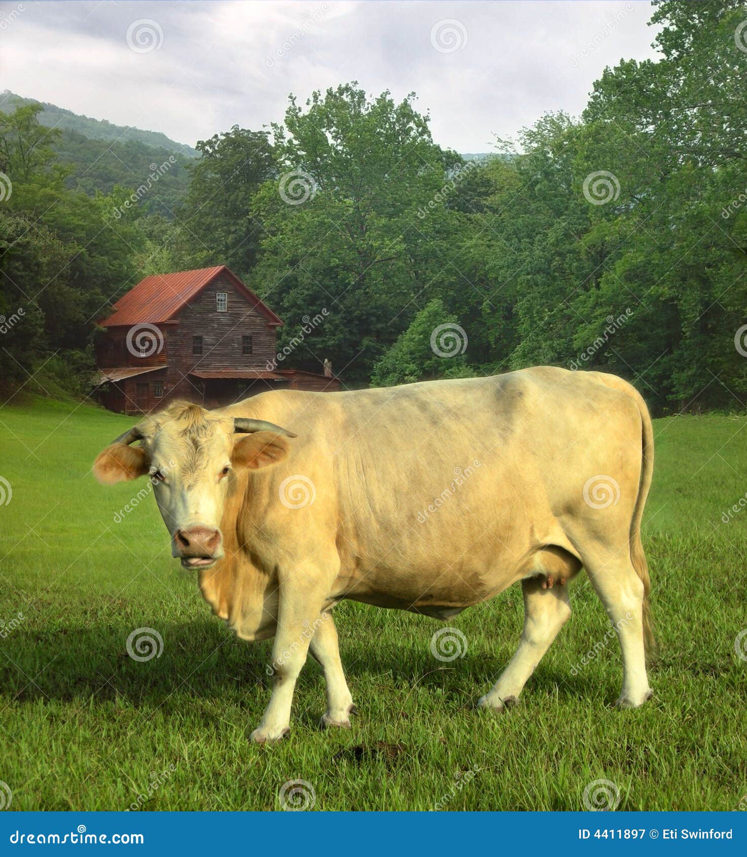 Cow in field stock image. Image of wispy, large, bovine - 4411897