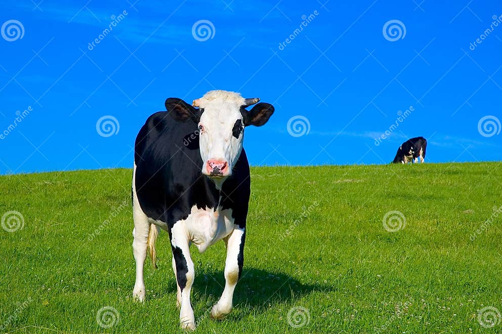 Cow in field 6 stock image. Image of cloud, countryside - 245169