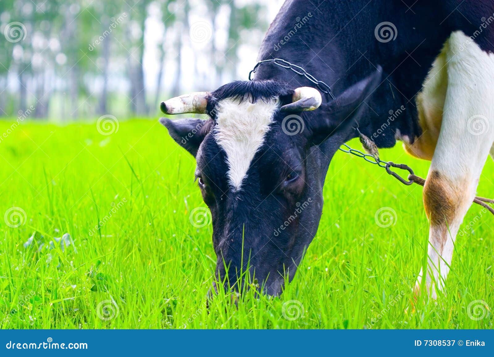 Cow in the field stock image. Image of dairy, country - 7308537