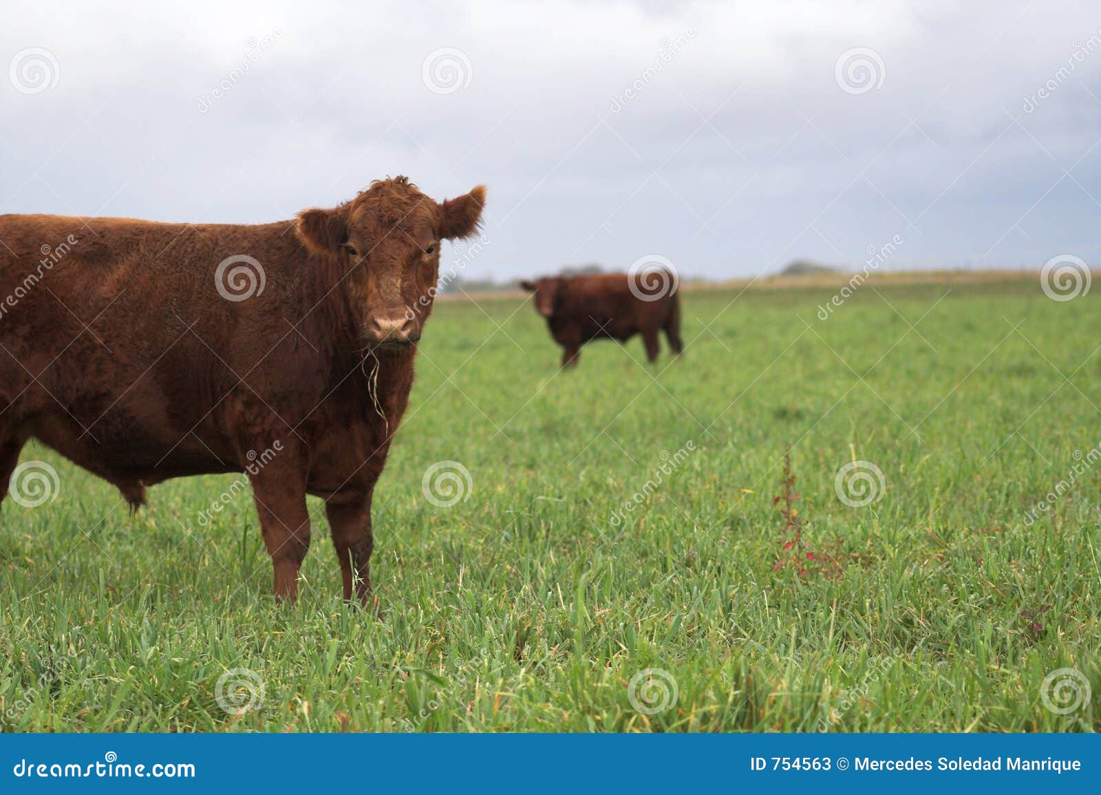 Cow and field stock image. Image of country, browny, meat - 754563