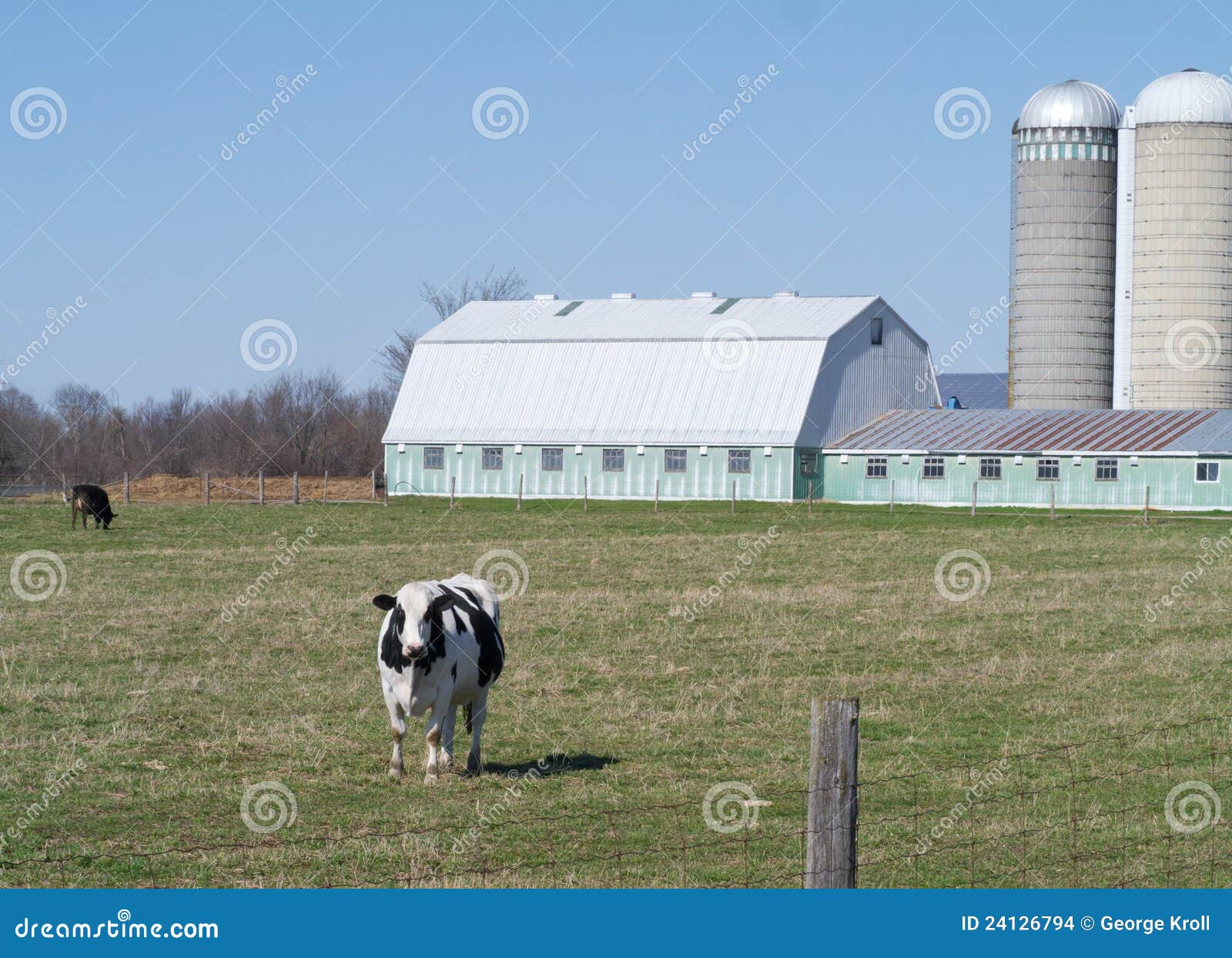 Cow, field, barn and silos stock photo. Image of green - 24126794