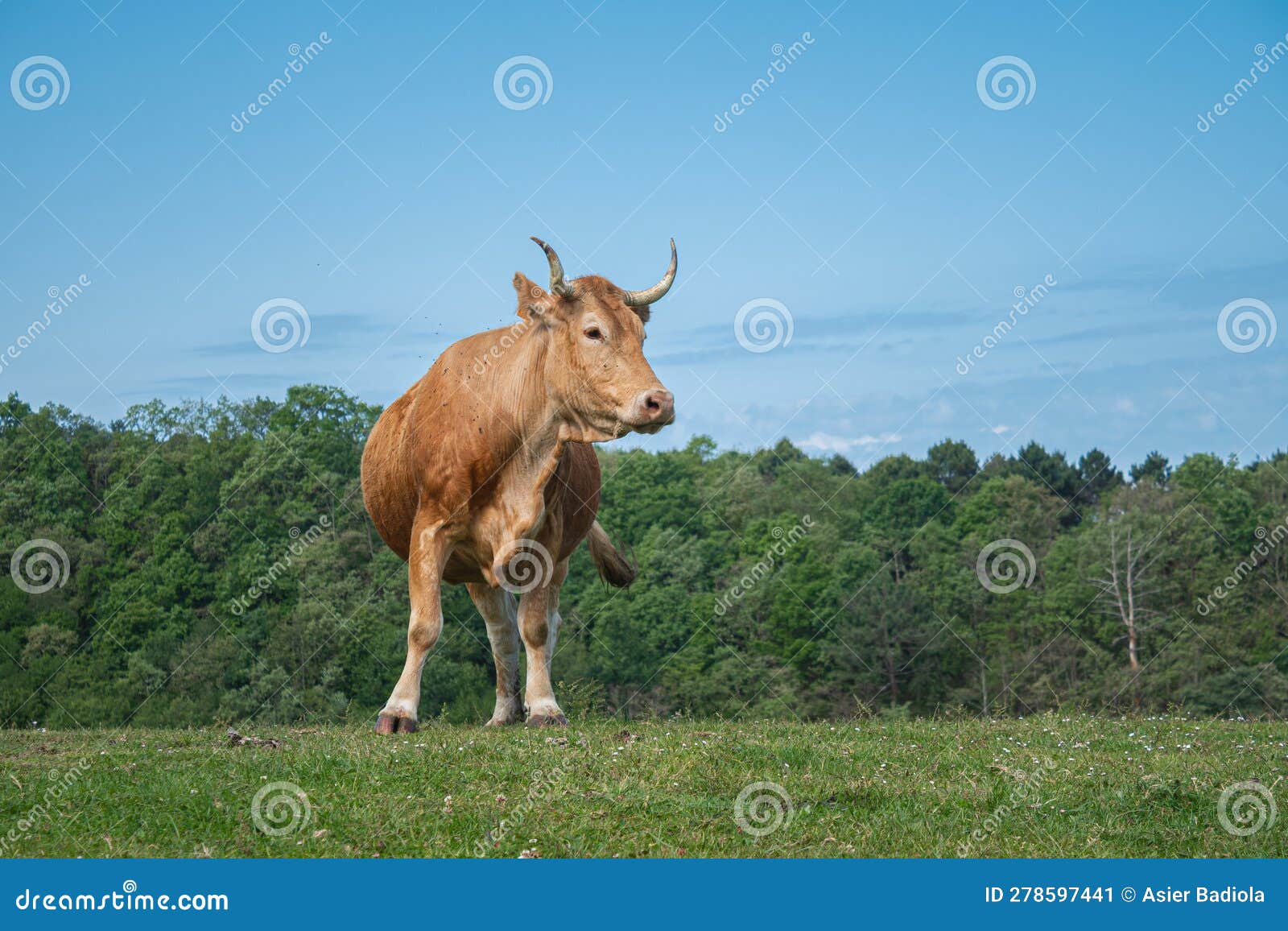 Cow in a Mountain Walking Alone with the Blue Sky Stock Image - Image ...