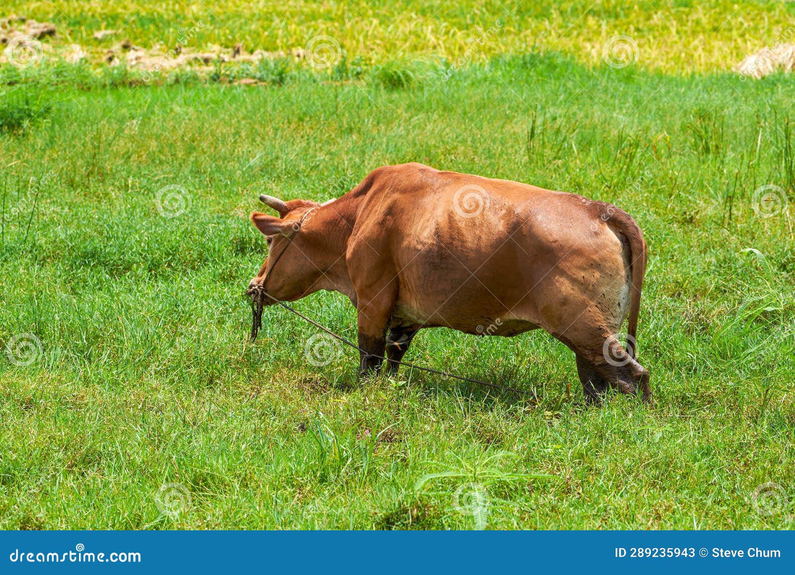 Cow on the Field in the Countryside Stock Image - Image of summer ...