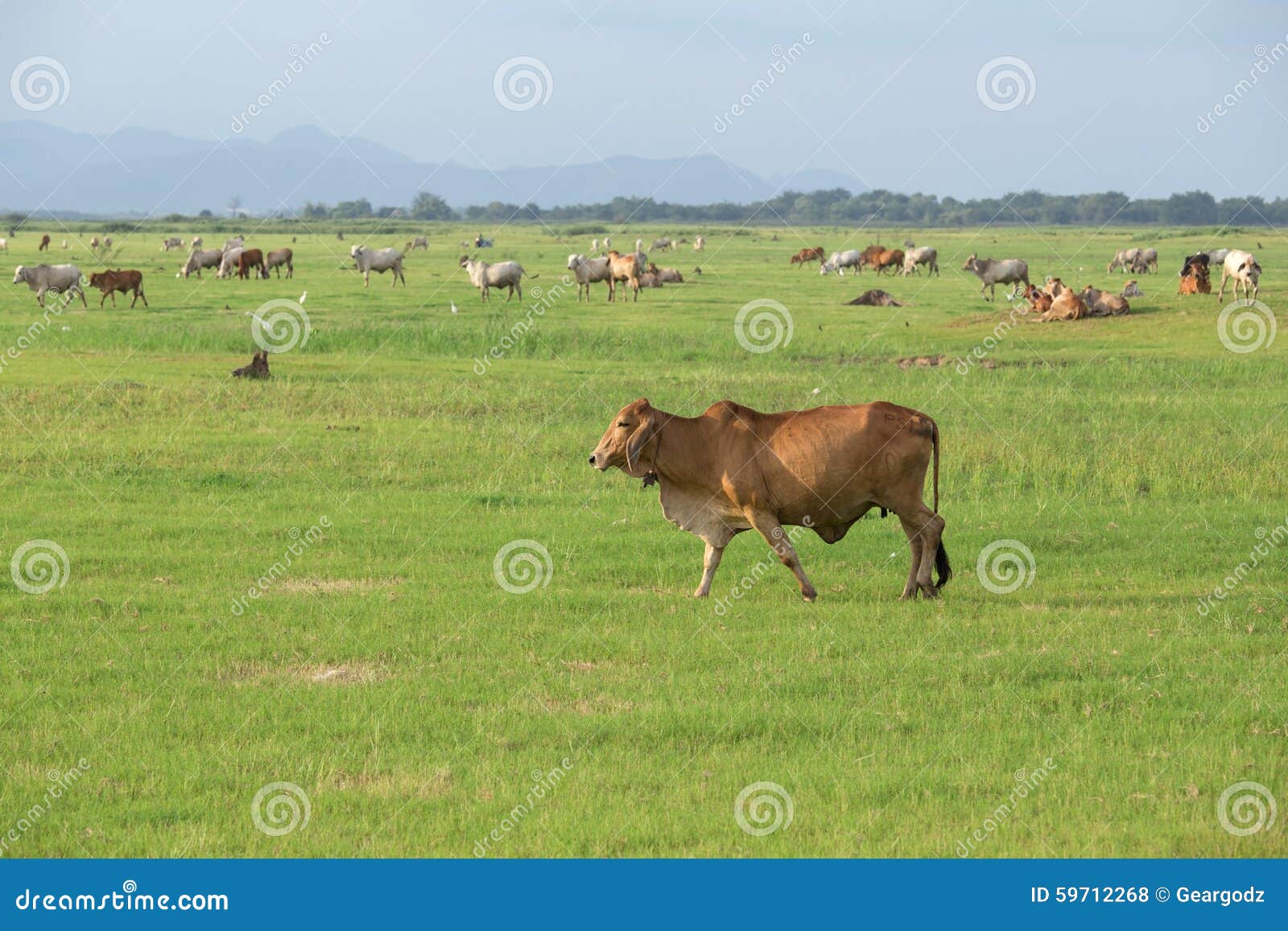 Cow in the field stock photo. Image of asia, environment - 59712268