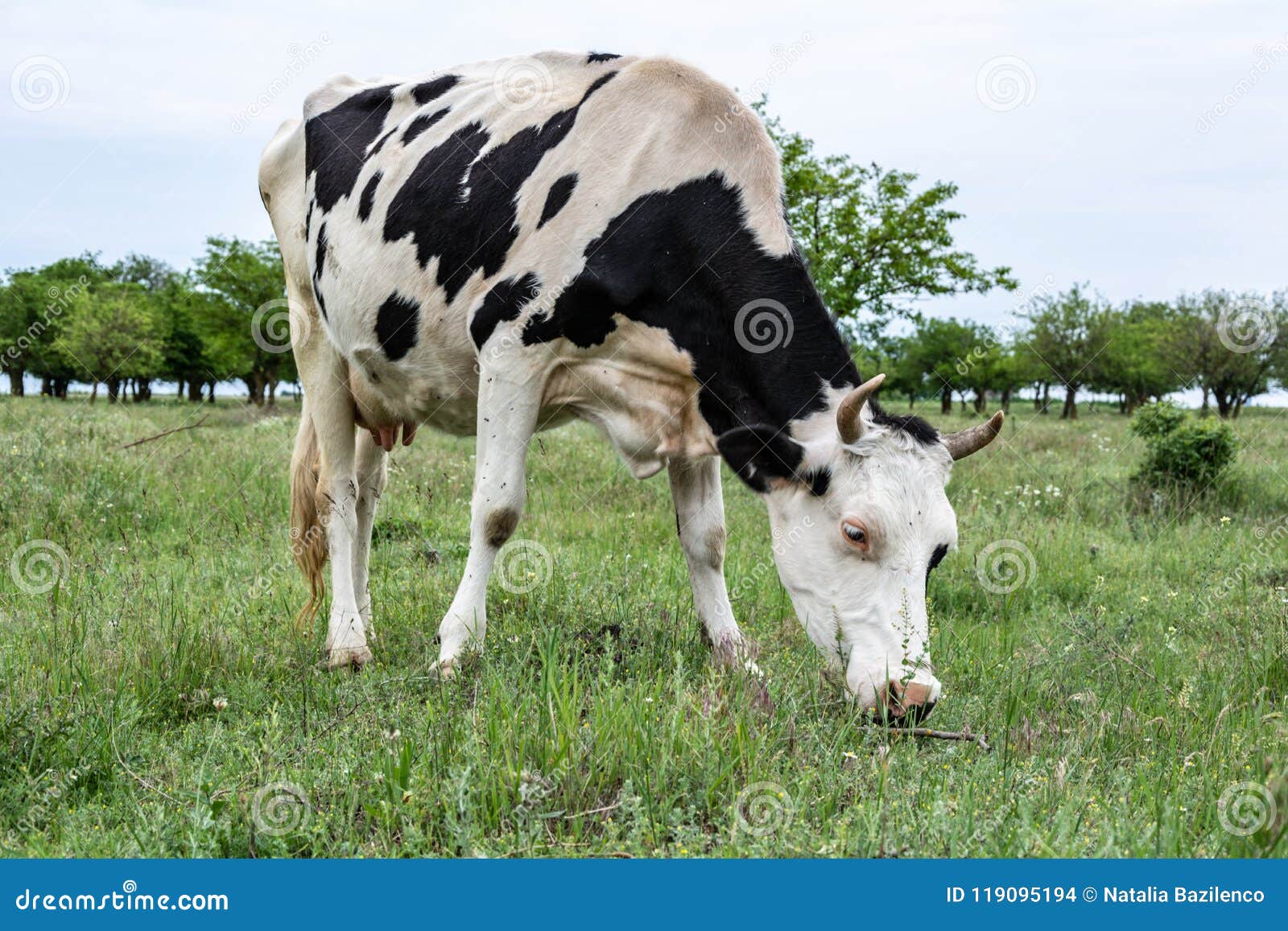 White cow with black spots stock photo. Image of cows - 119095194