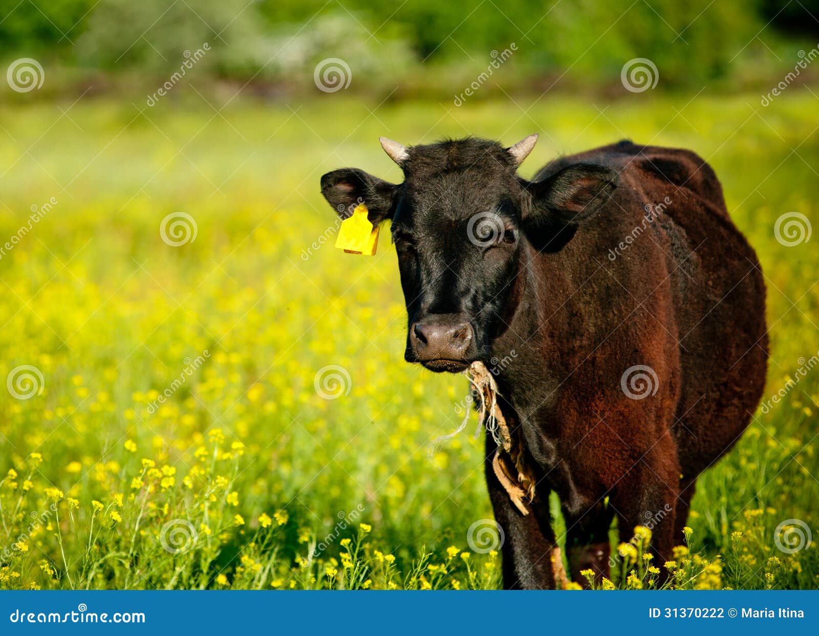 Cow in a field of flowers stock photo. Image of graze - 31370222