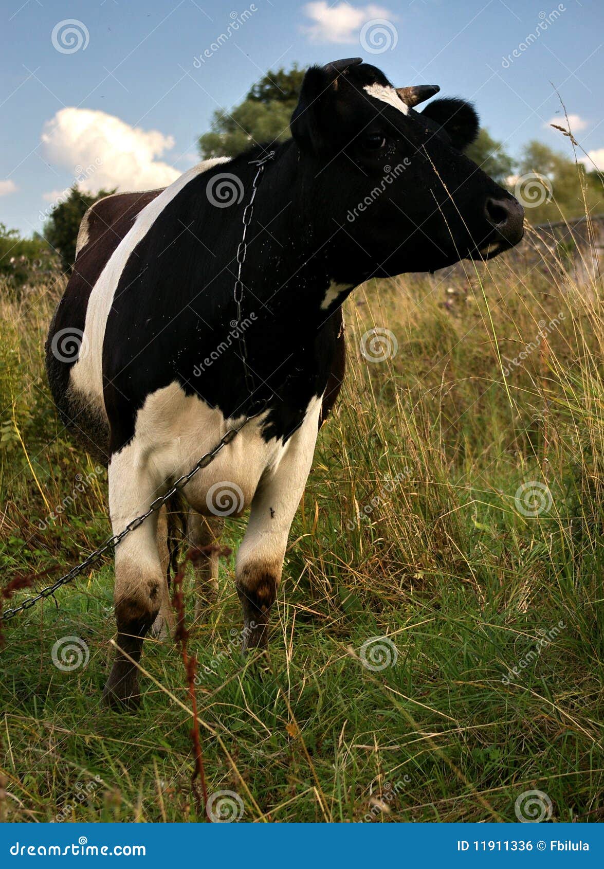 Cow on the Field (front View) Stock Photo - Image of milk, area: 11911336