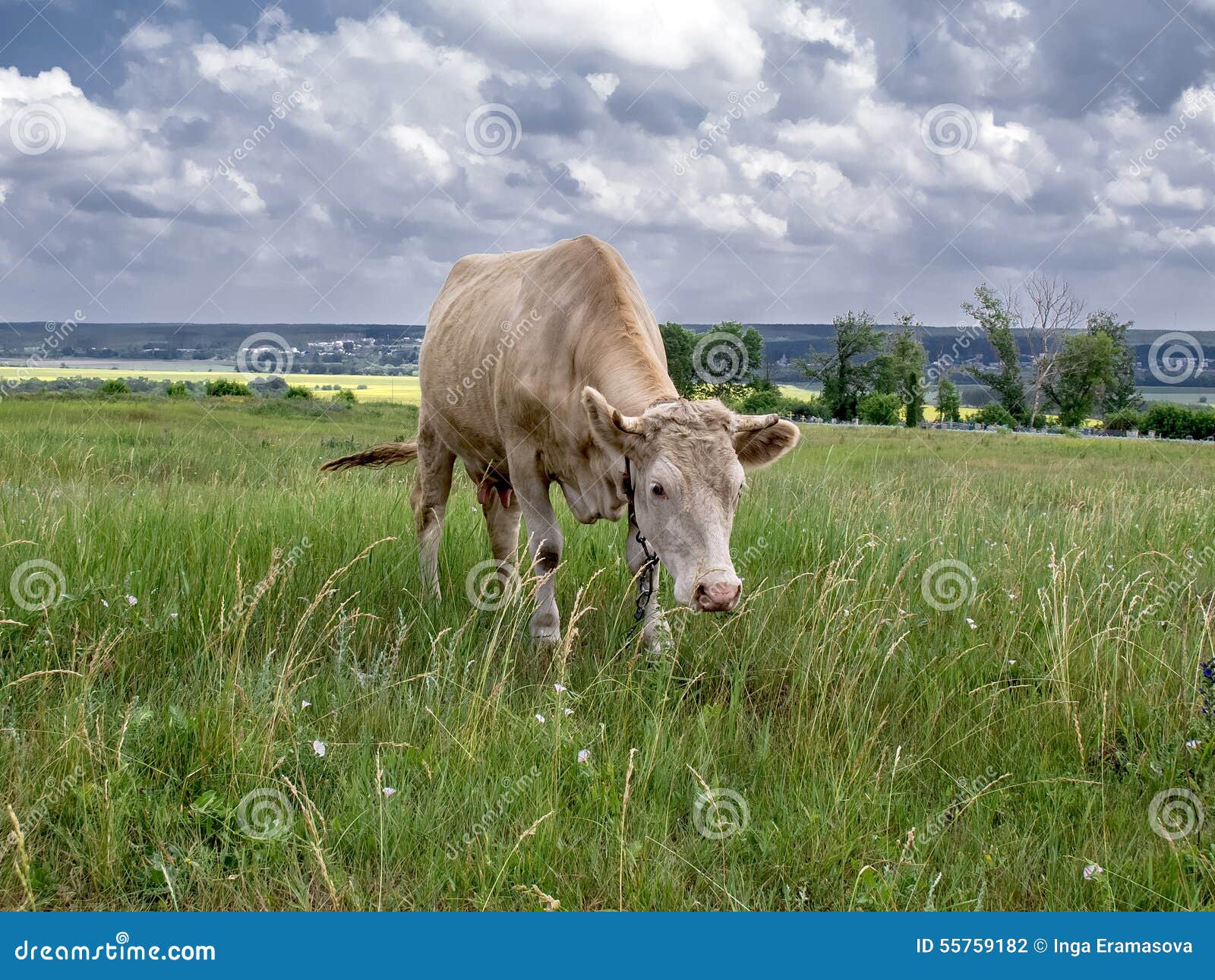 Cow on the field stock photo. Image of agriculture, dairy - 55759182