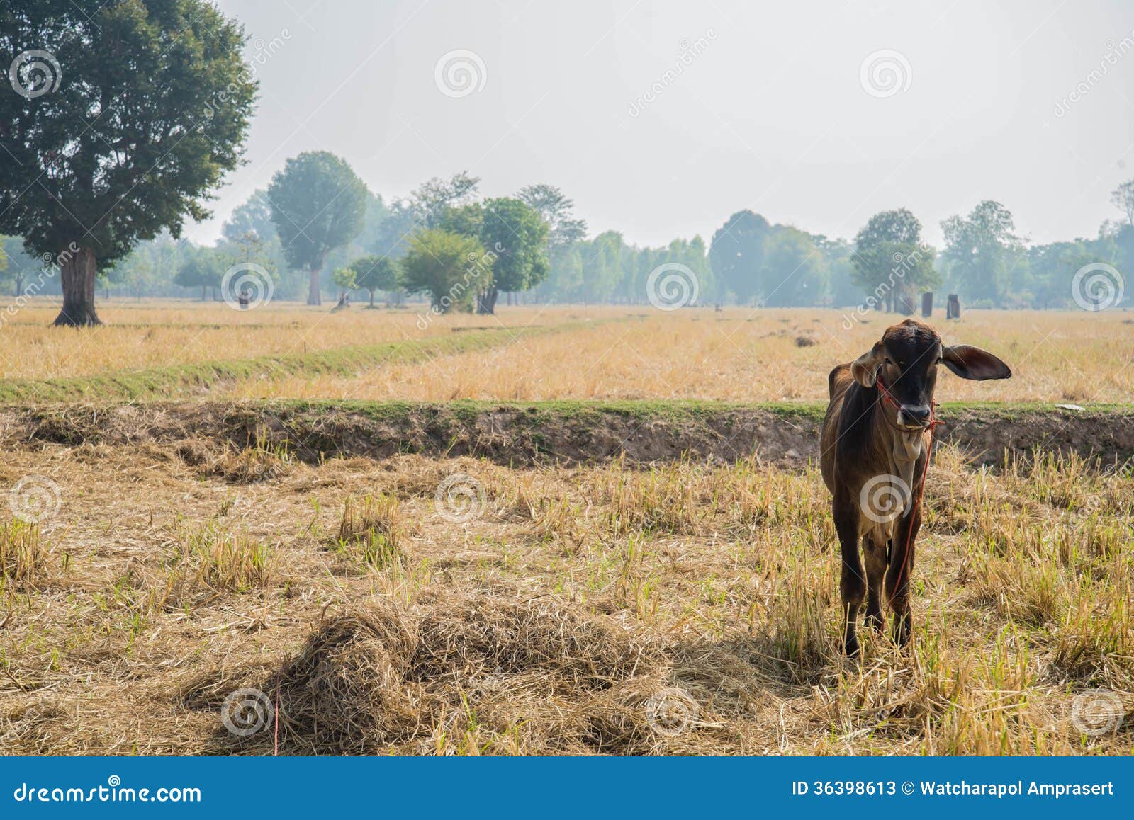 The cow stock image. Image of cattle, grain, farm, beautiful - 36398613