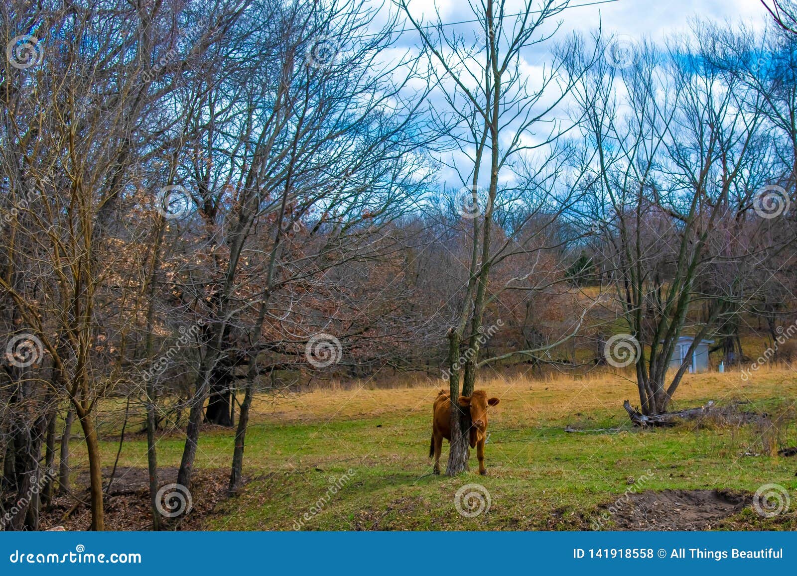 Cow in the field raining stock photo. Image of middle - 141918558