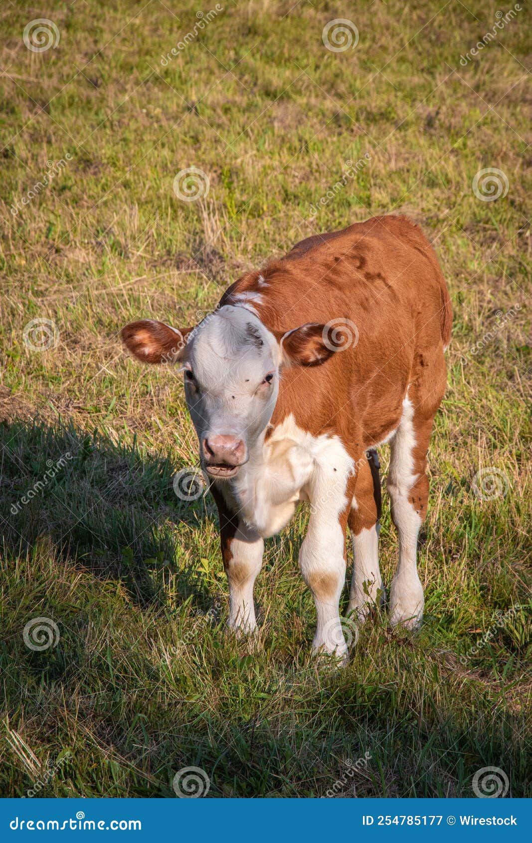 Cow in a Field on a Sunny Morning Stock Image - Image of dairy, farming ...
