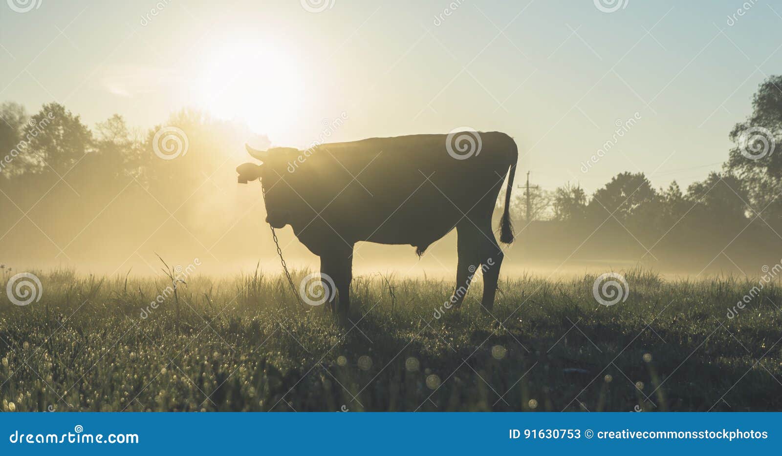 Cow On Field At Sunrise Picture. Image: 91630753
