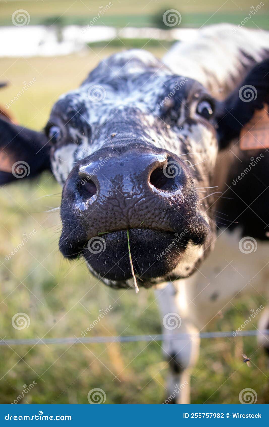 Cow on a Field, Vertical Shot Stock Photo - Image of cattle, livestock ...