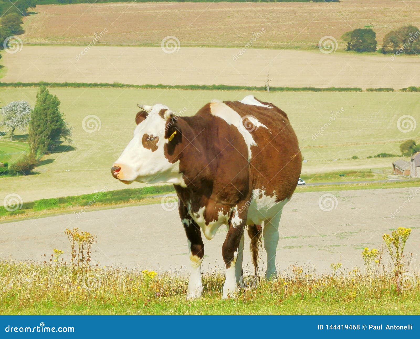 Moo to you too - 2 stock photo. Image of grazing, bovid - 144419468