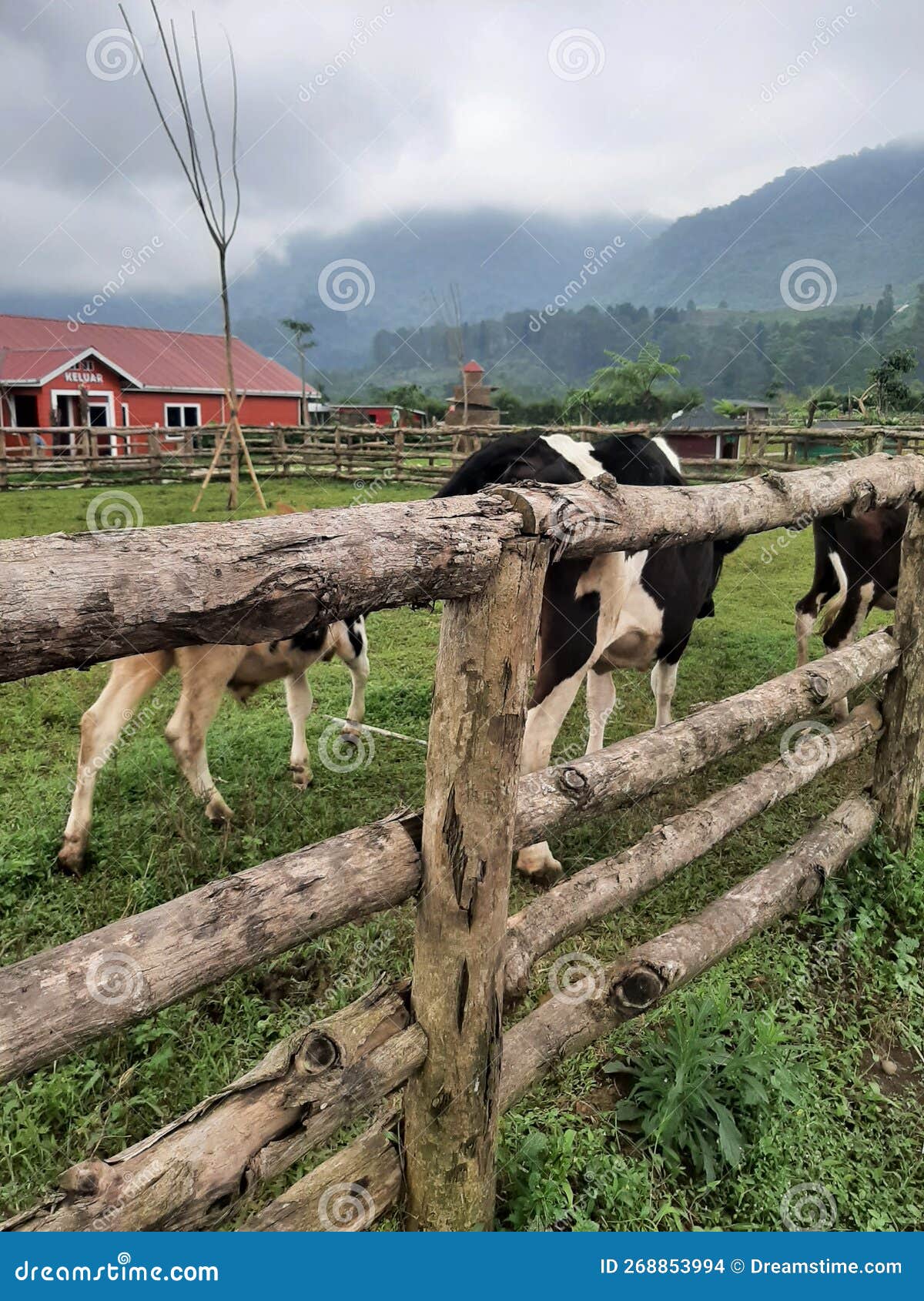 Cow fields and hills stock photo. Image of animal, hills - 268853994