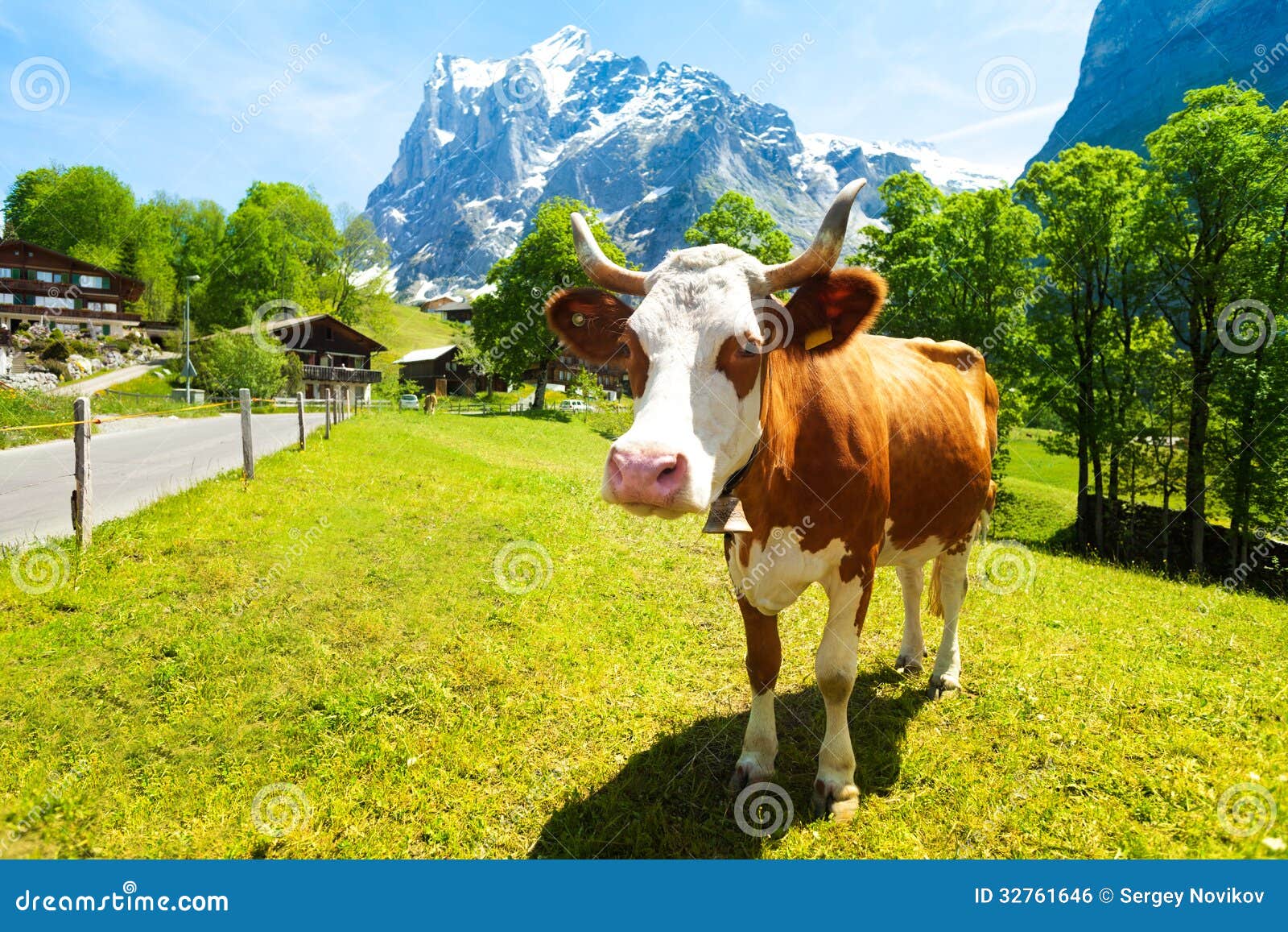 Cow, fields, mountains stock photo. Image of grass, grazing - 32761646