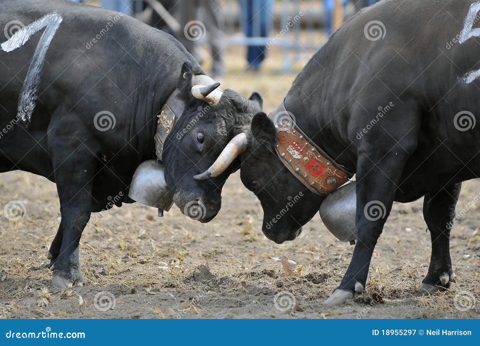 Cow Fighting stock image. Image of battle, animals, herens - 18955297