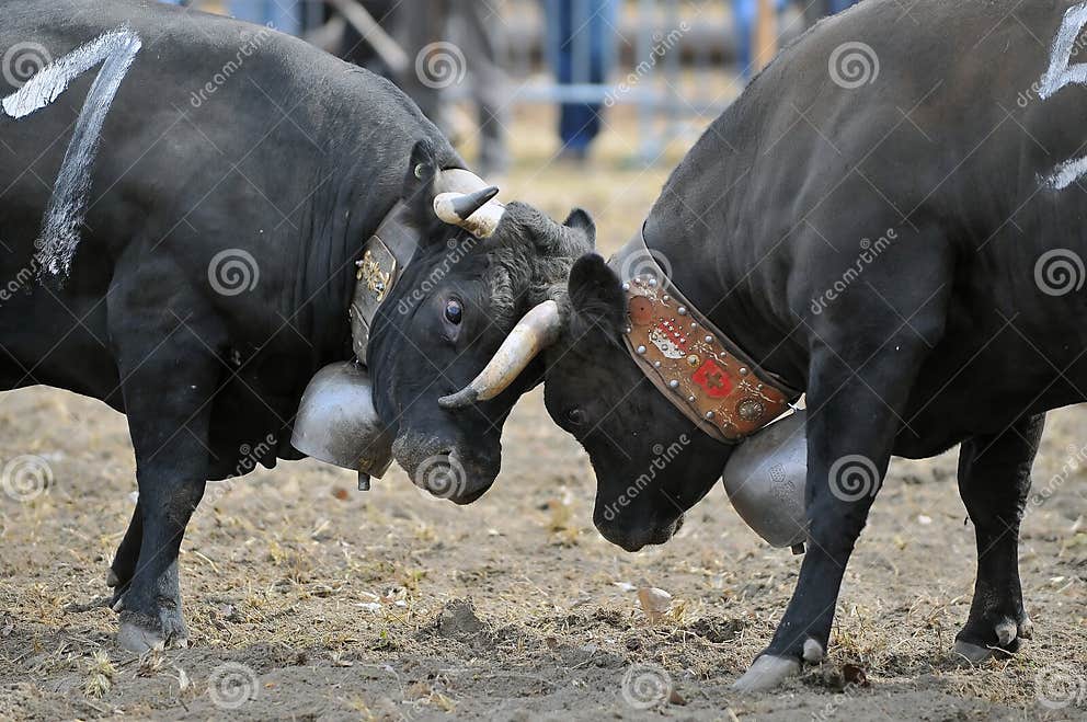 Cow Fighting stock image. Image of battle, animals, herens - 18955297
