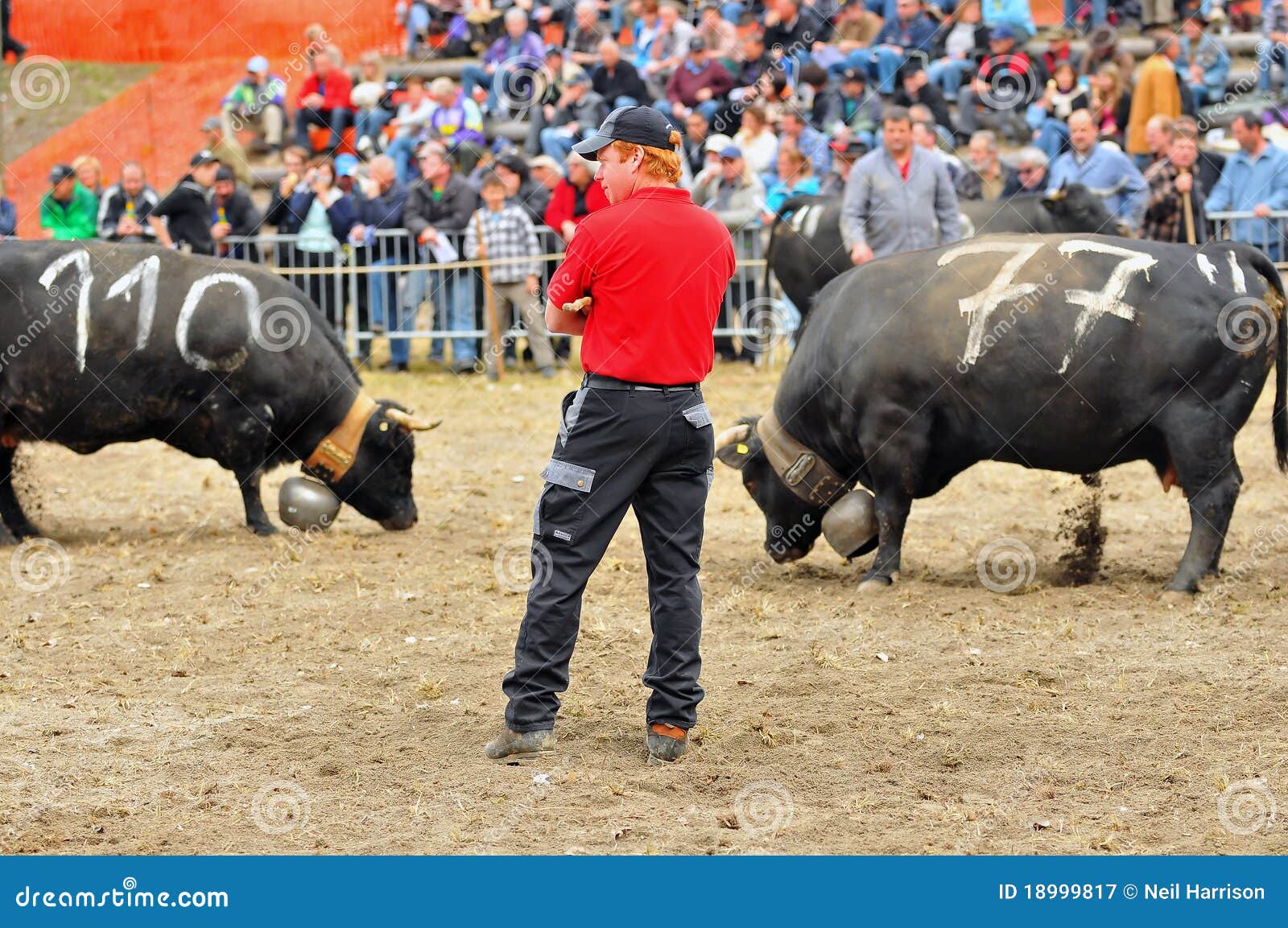 Cow Fighting editorial photography. Image of bovine, combat - 18999817