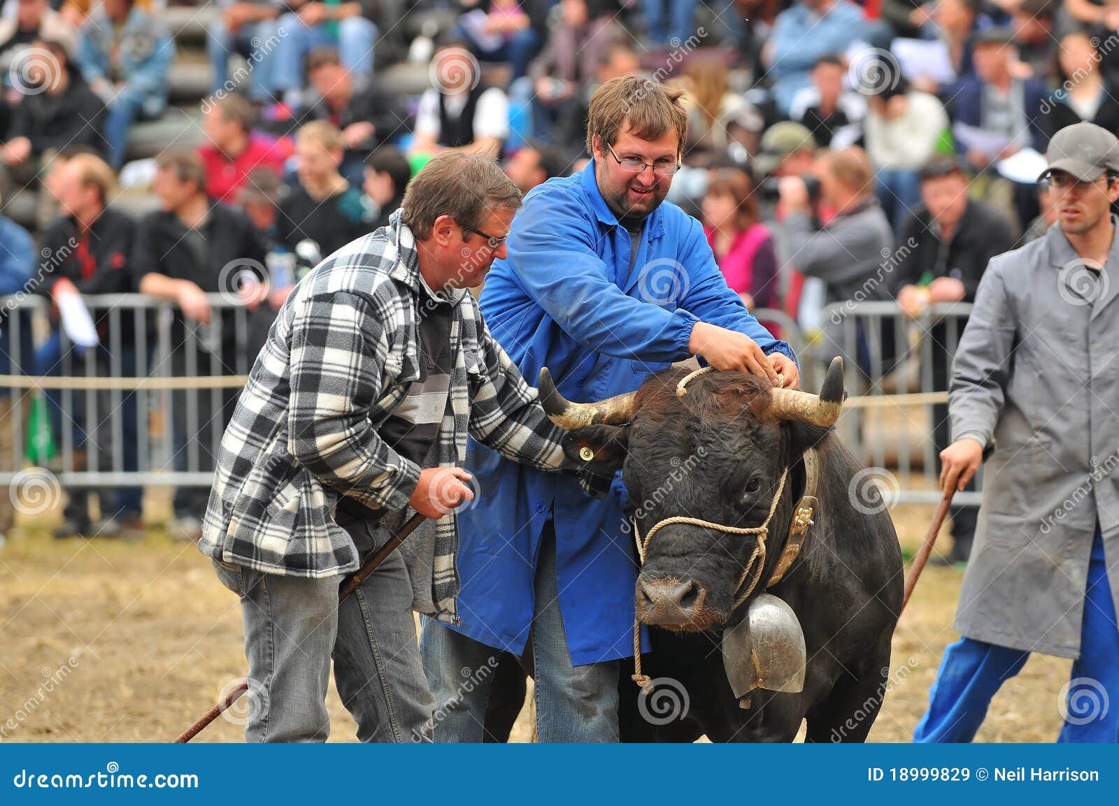 Cow Fighting editorial stock image. Image of nendaz, fight - 18999829