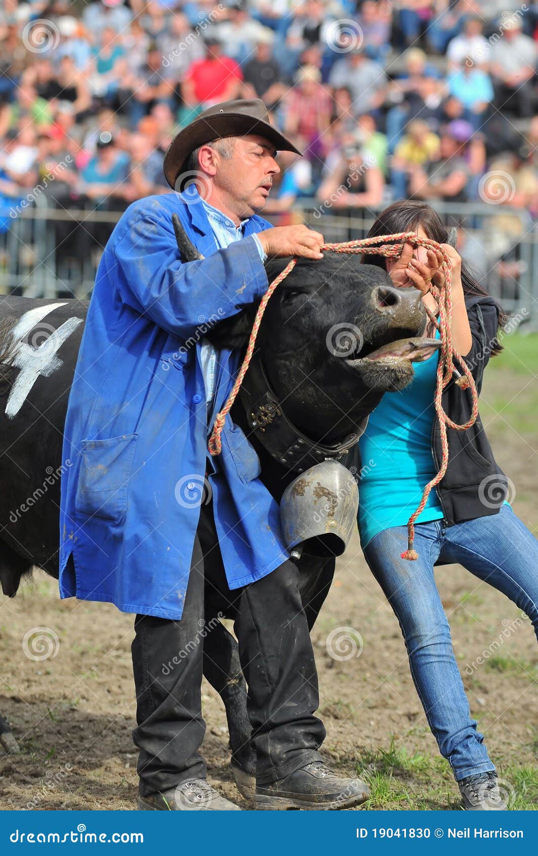 Cow fighting editorial image. Image of arena, competition - 19041830