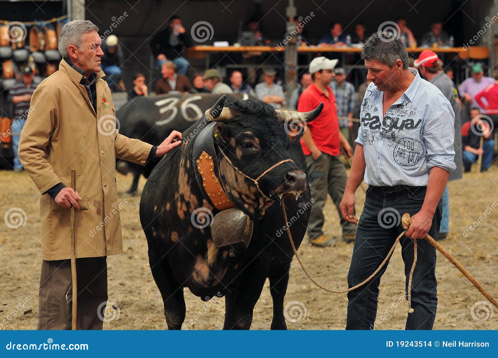 Cow Fighting editorial stock image. Image of herens, farming - 19243514