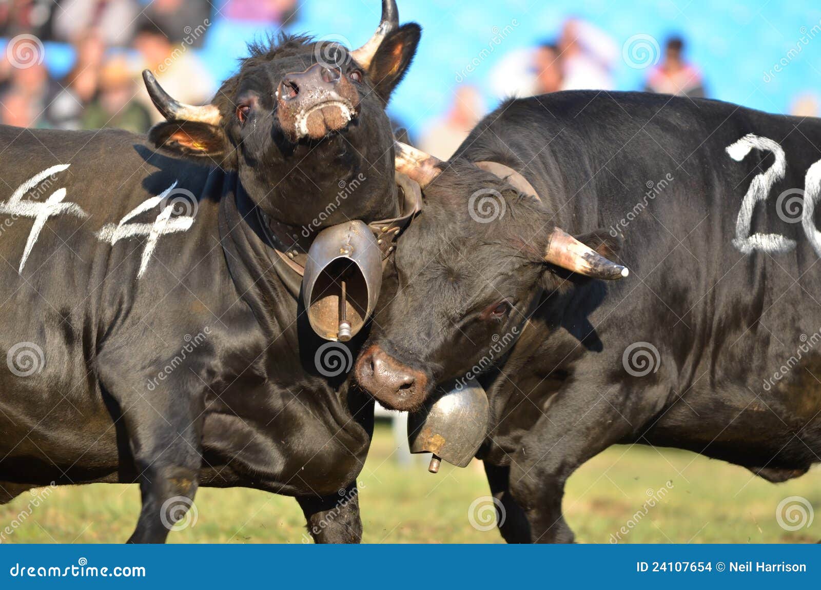 Cow fighting stock photo. Image of bell, competition - 24107654
