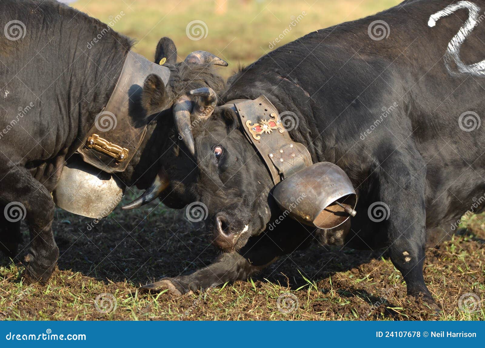 Cow Fighting stock photo. Image of valais, horns, anger - 24107678