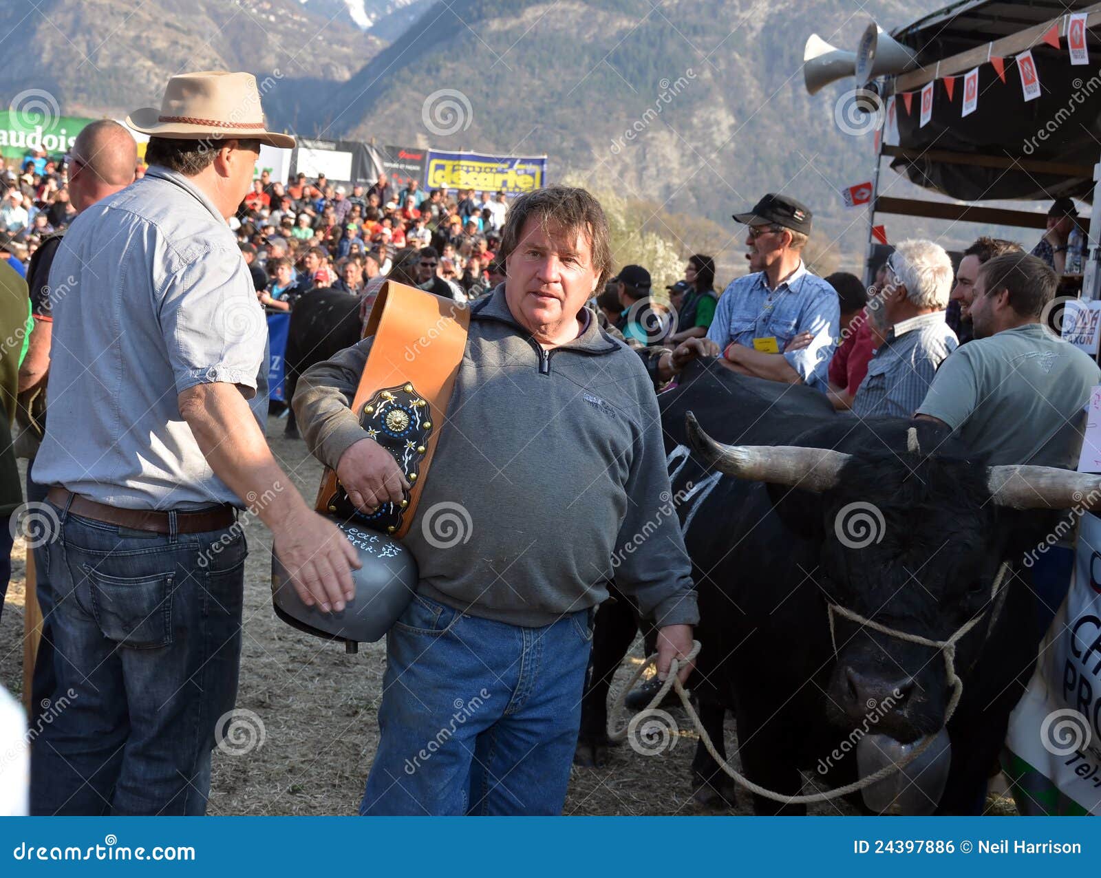 Cow Fighting Championships Leytron Editorial Photo - Image of breed ...
