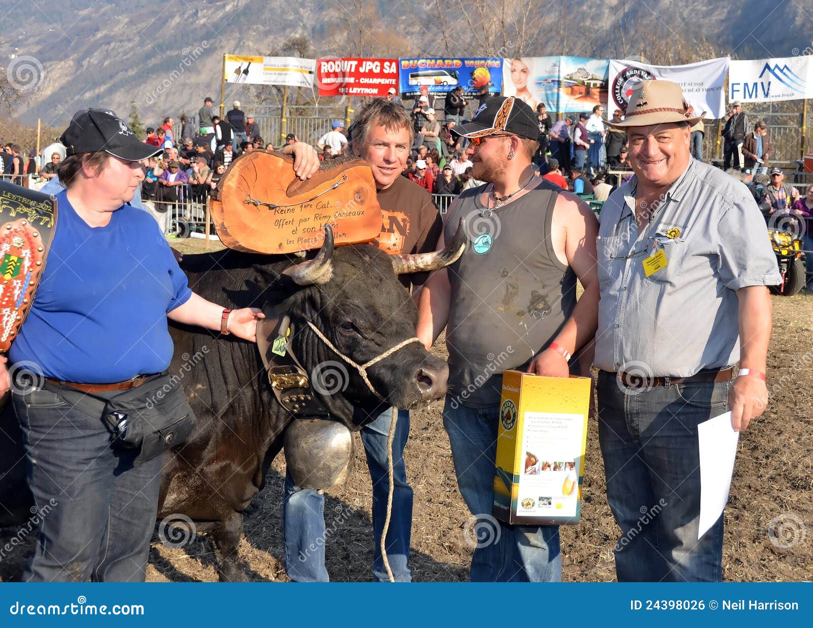 Cow Fighting Championships Leytron Editorial Photo - Image of europe ...