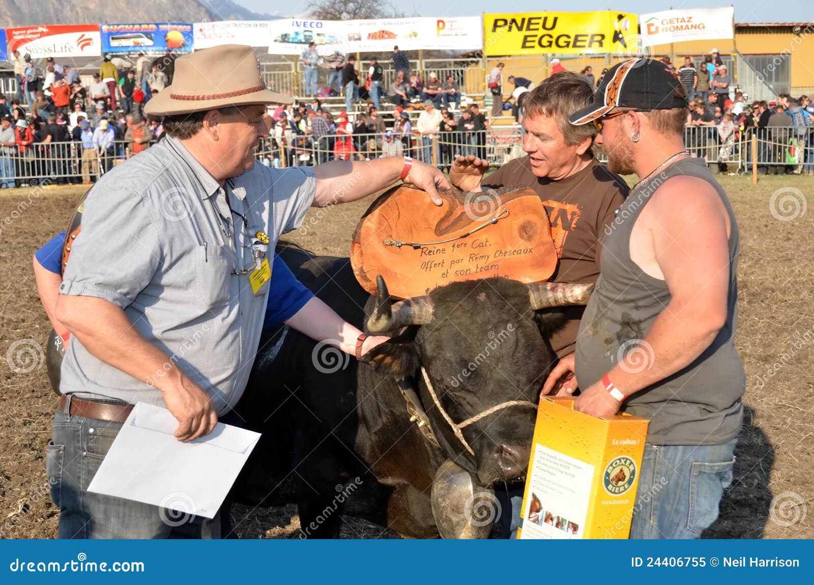 Cow Fighting Championships Leytron Editorial Image - Image of dominate ...