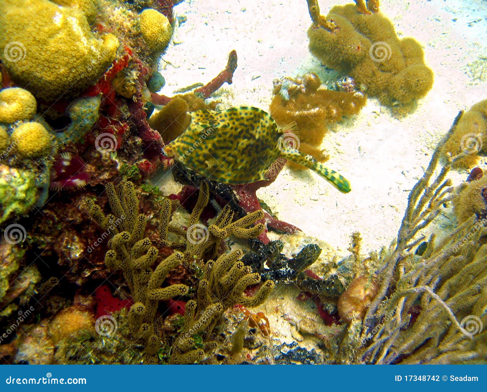 Cow-fish stock photo. Image of school, tropic, bocas - 17348742