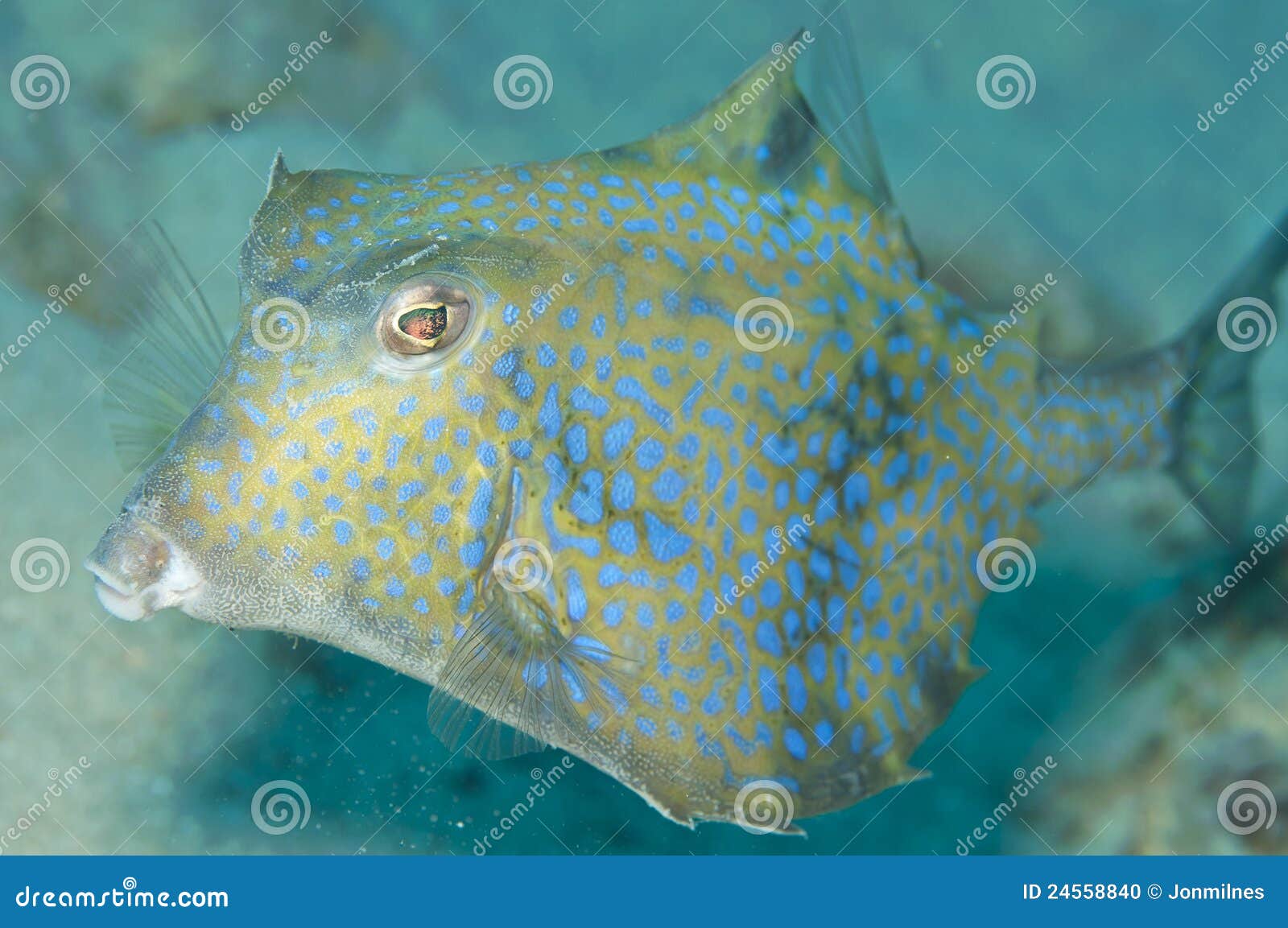 Cow fish stock photo. Image of gulf, ocean, reef, fish - 24558840