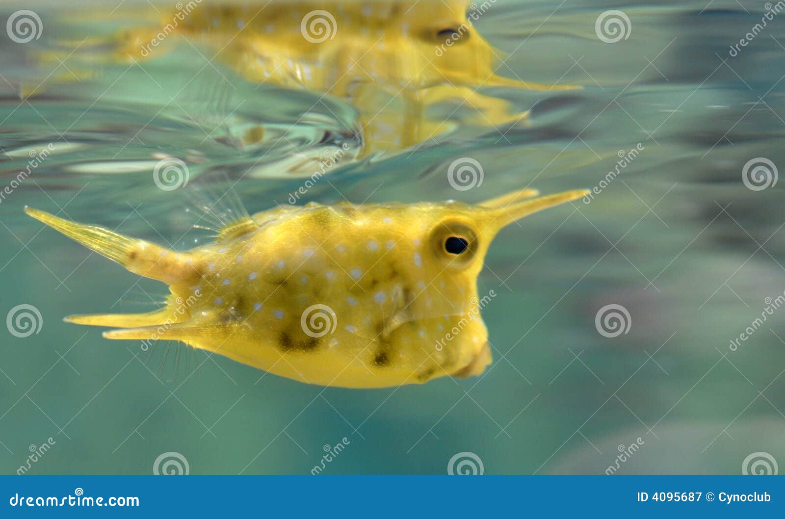 Cow fish stock image. Image of water, underwater, tank - 4095687