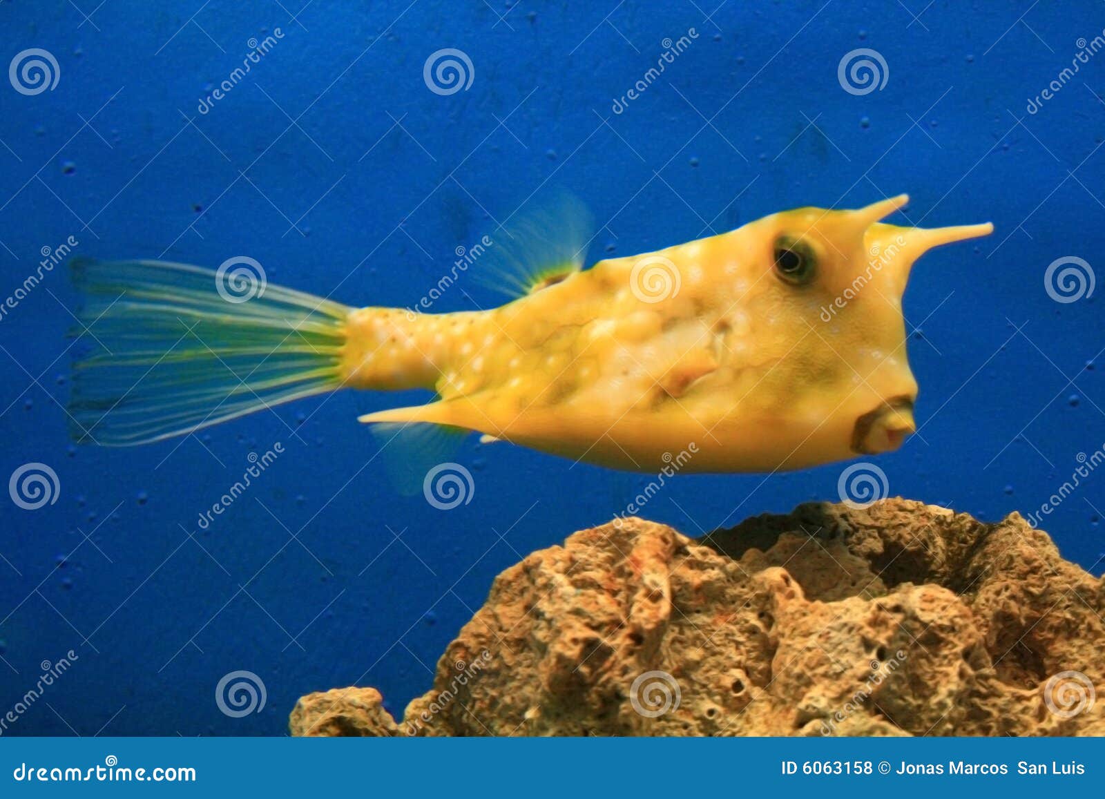 Cow fish stock photo. Image of water, marine, fish, underwater - 6063158