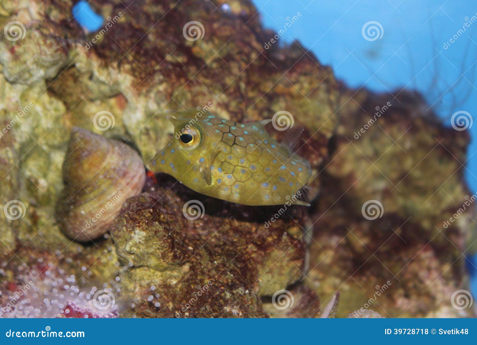 Cow fish stock photo. Image of corals, sealife, tank - 39728718