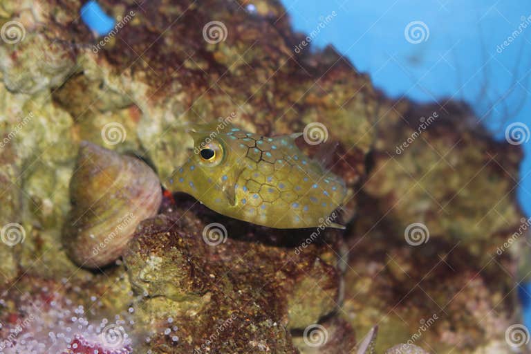 Cow fish stock photo. Image of corals, sealife, tank - 39728718