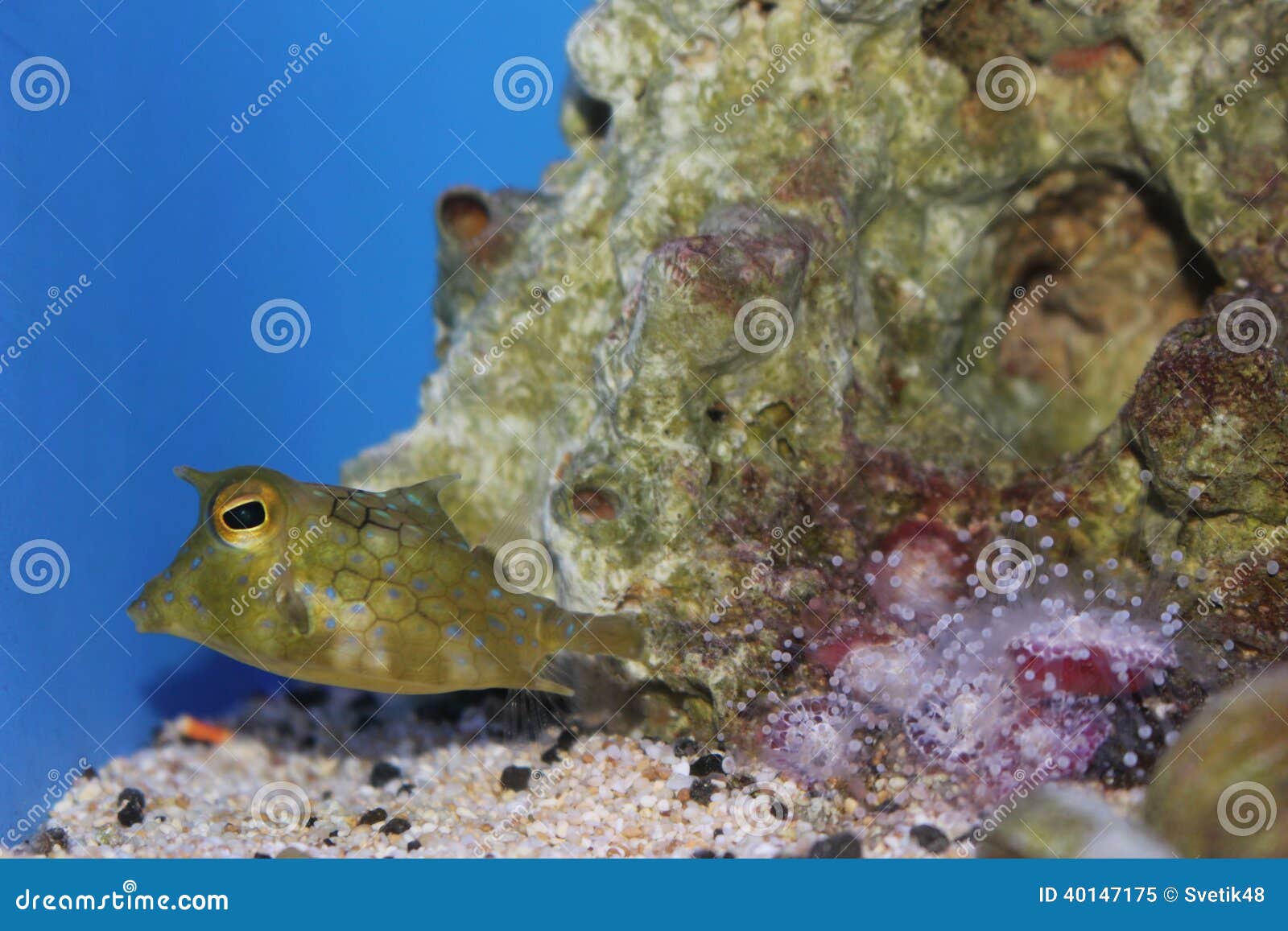 Cow fish stock image. Image of marine, rock, aquarium - 40147175