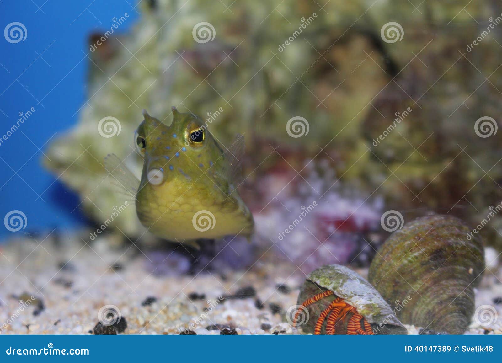 Cow fish stock image. Image of yellow, fish, aquarium - 40147389