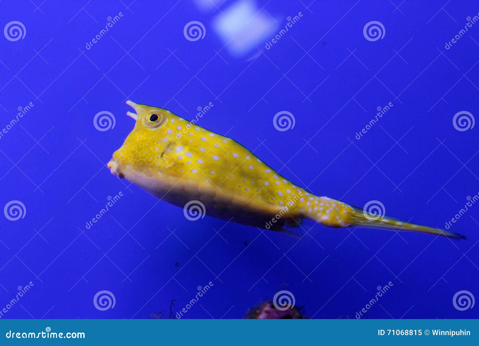 Cow fish in aquarium stock image. Image of color, beautiful - 71068815