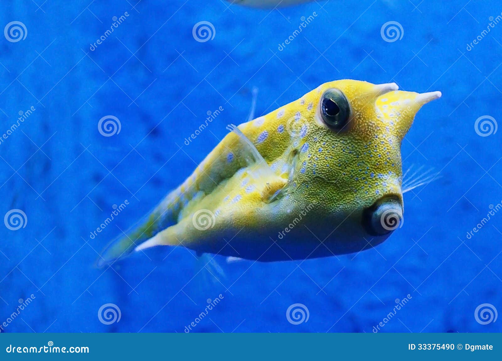 Cow fish stock photo. Image of blue, tropical, trunk - 33375490