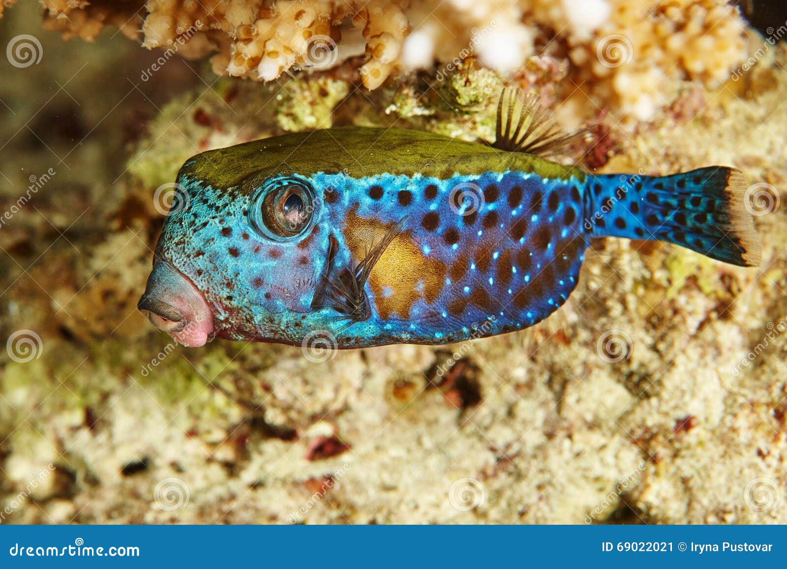 Cow fish in Red sea stock image. Image of blowfish, hide - 69022021