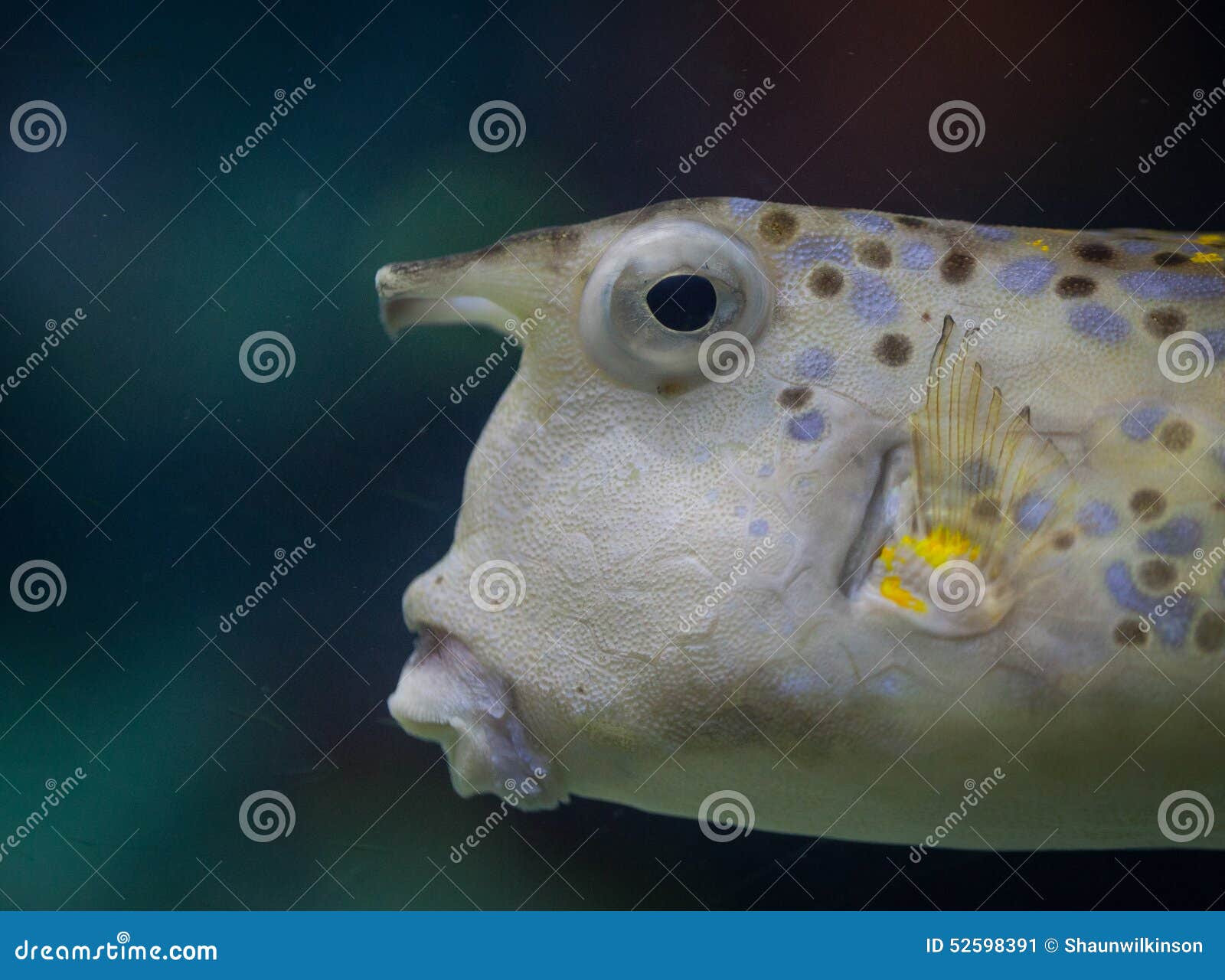 Cow fish stock image. Image of fish, horns, coral, horned - 52598391