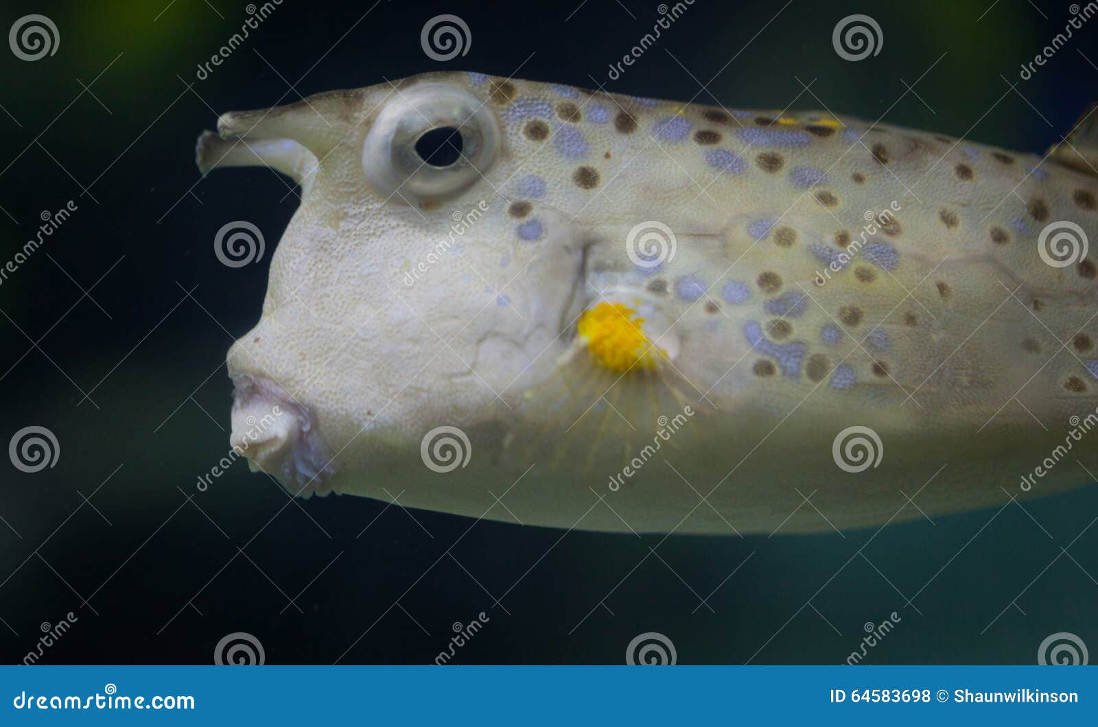Cow fish stock photo. Image of long, ostraciidae, sealife - 64583698