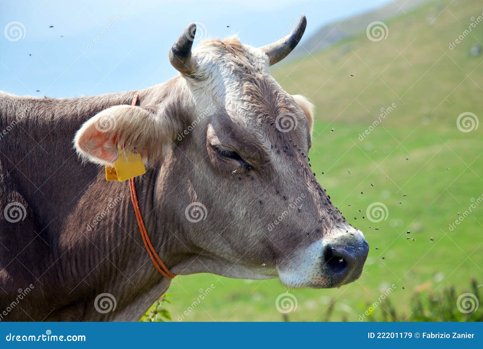 Cow with flies stock image. Image of bovine, blue, field - 22201179