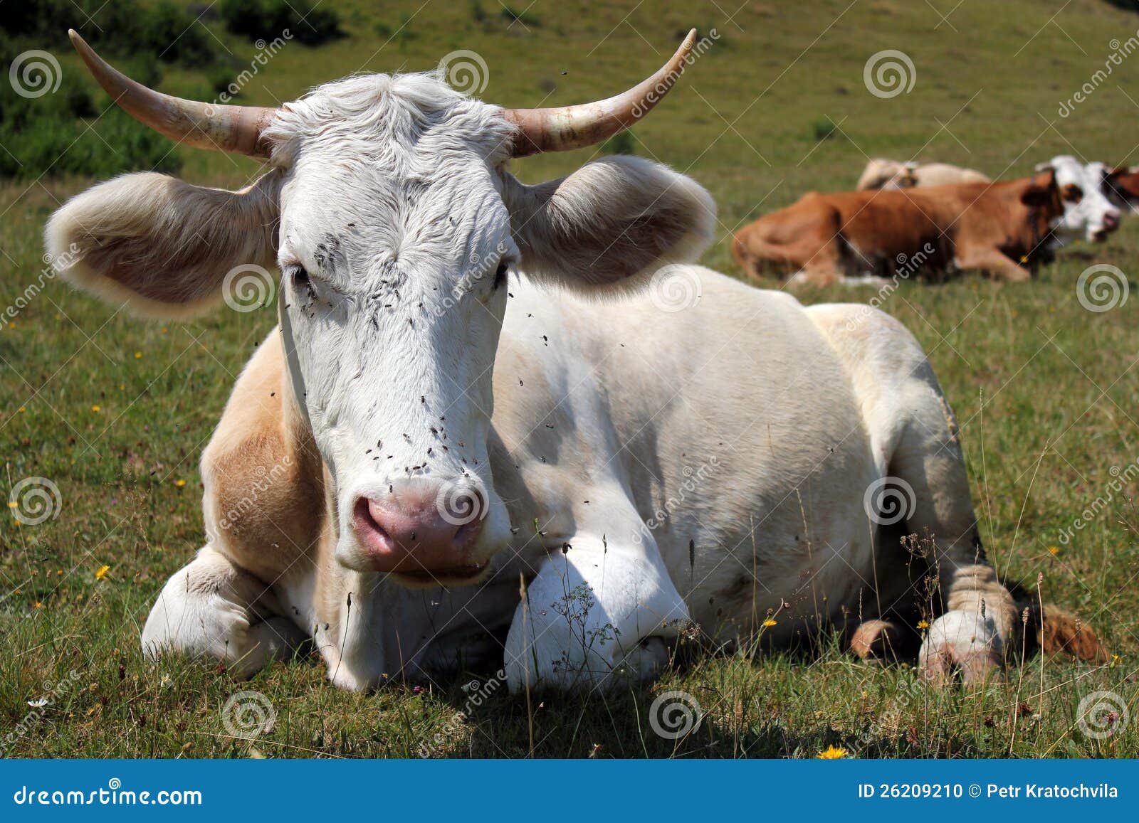 Cow and flies stock photo. Image of agricultural, country - 26209210