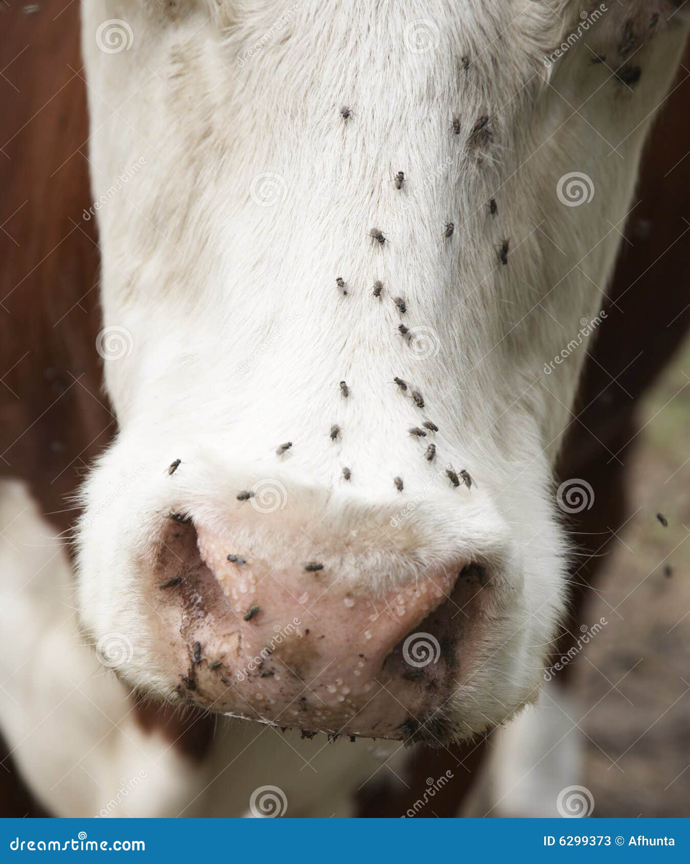 The cow and flies stock image. Image of head, white, nose - 6299373