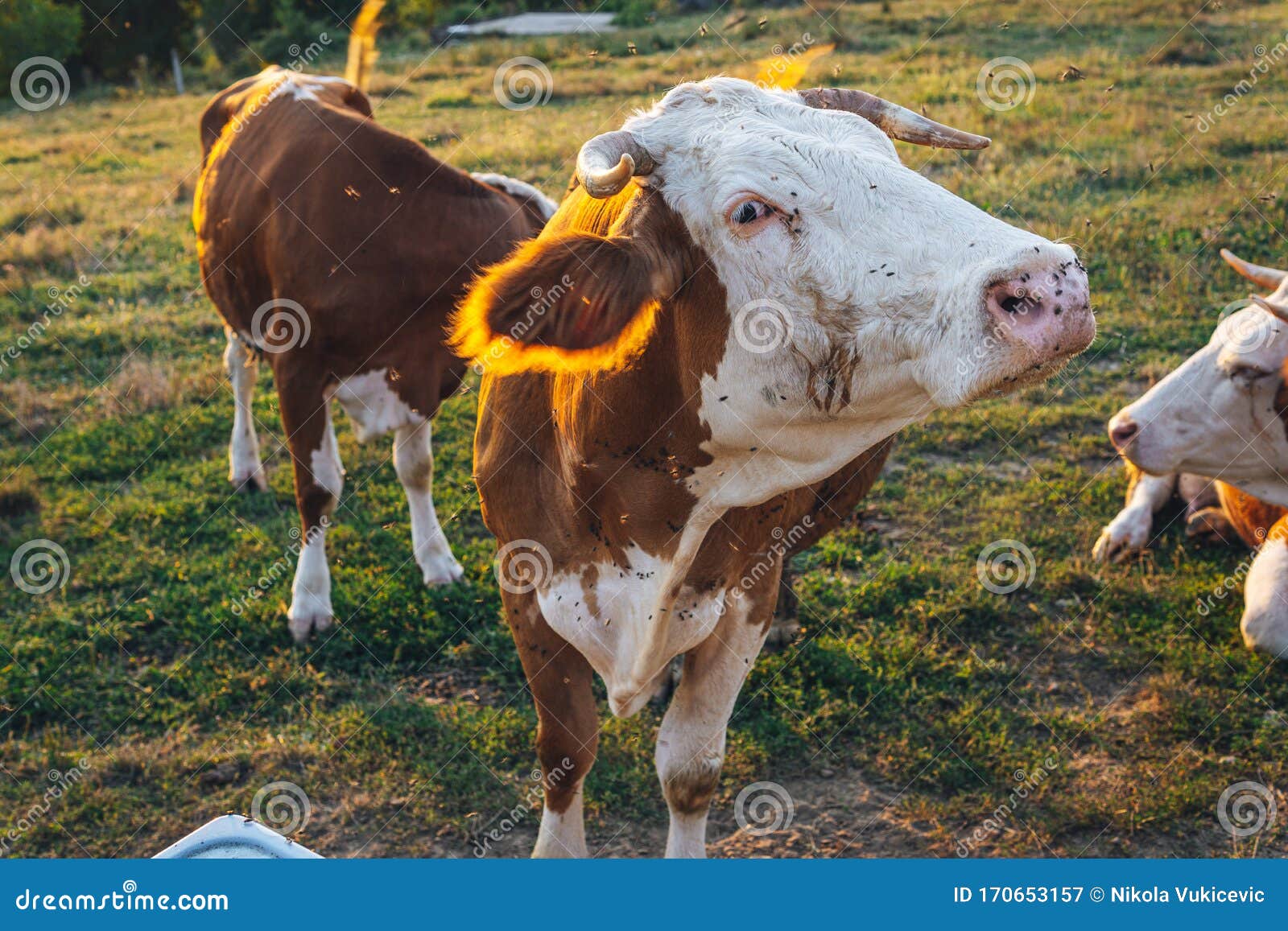 Cow and flies on the field stock image. Image of bovine - 170653157
